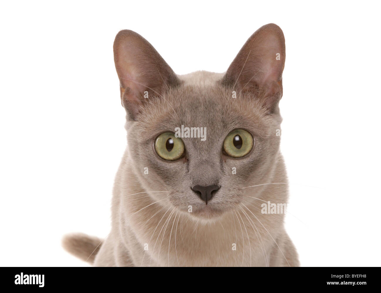 Burmese portrait hi-res stock photography and images - Alamy