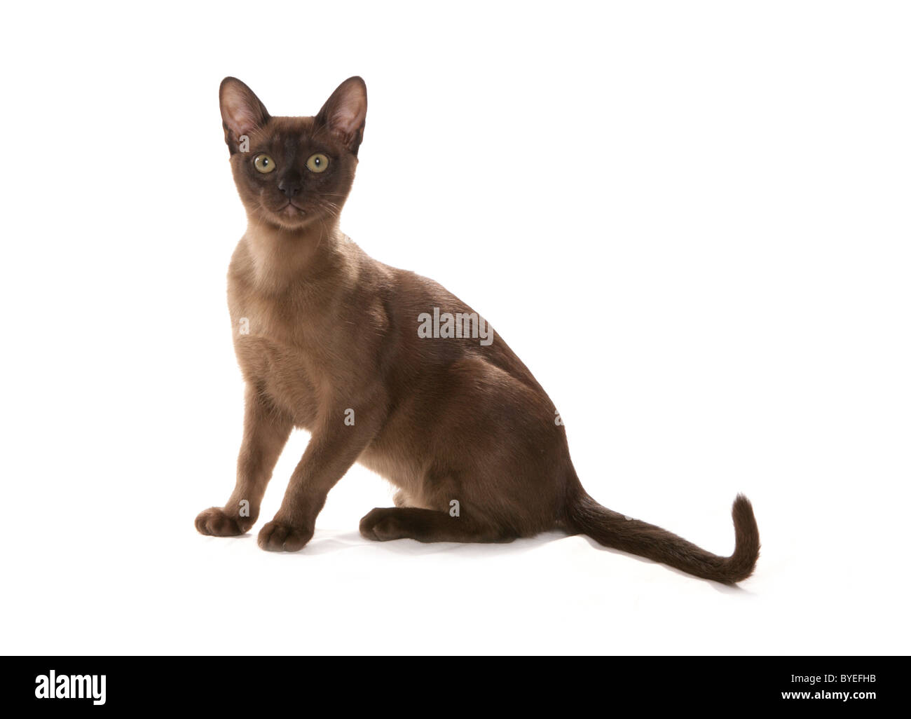 Burmese Cat Sitting Studio Stock Photo - Alamy