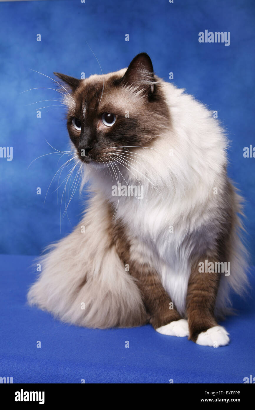 Sitting ragdoll hi-res stock photography and images - Alamy