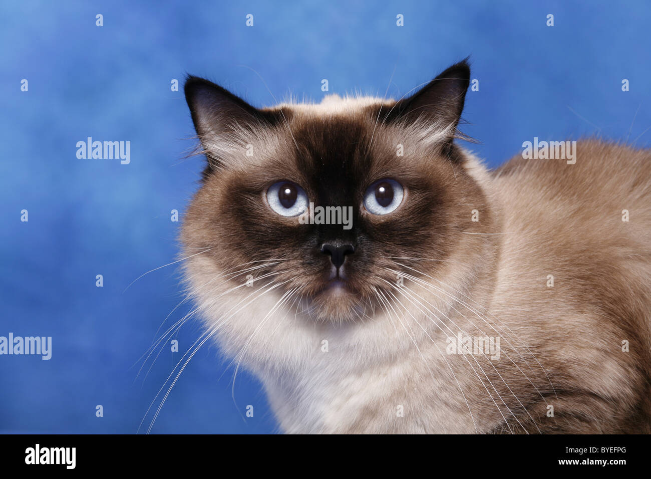 Studio portrait domestic ragdoll hi-res stock photography and images ...