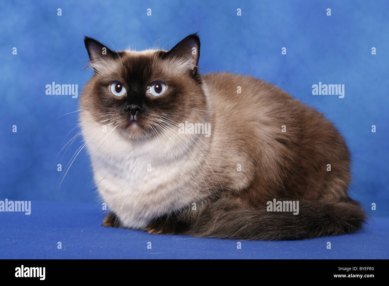 12139 hi-res stock photography and images - Alamy