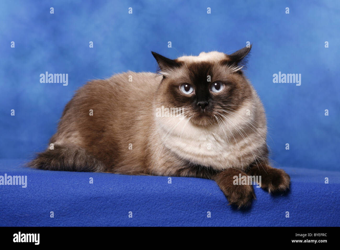 Ragdoll cat hi-res stock photography and images - Alamy