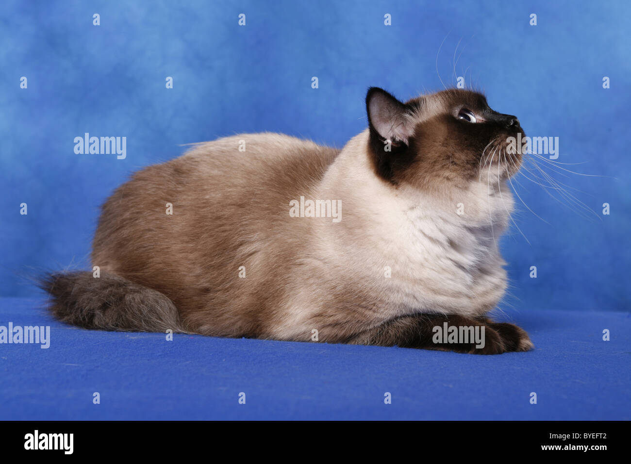 12140 hi-res stock photography and images - Alamy