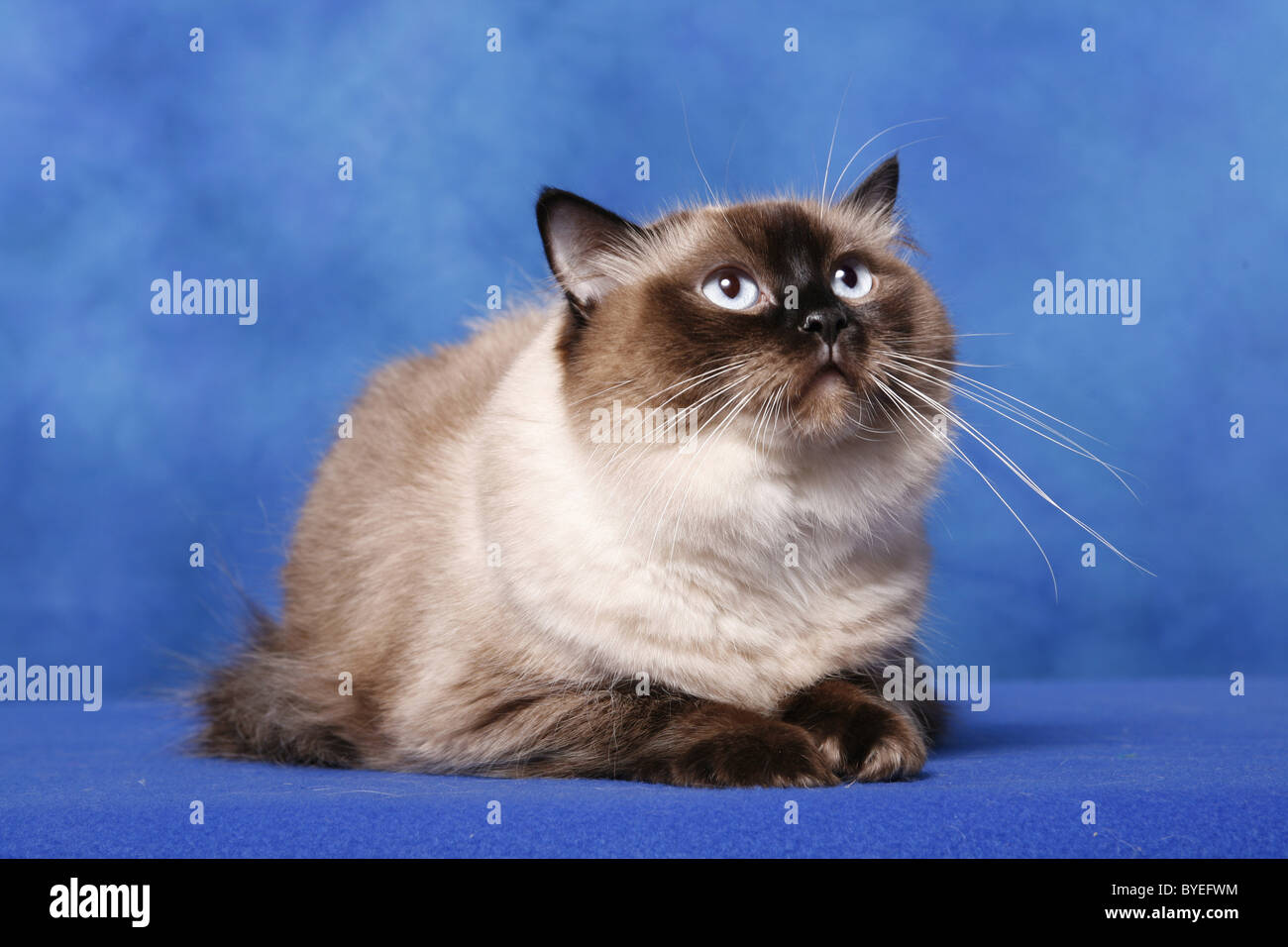 Blue mitted ragdoll hi-res stock photography and images - Alamy