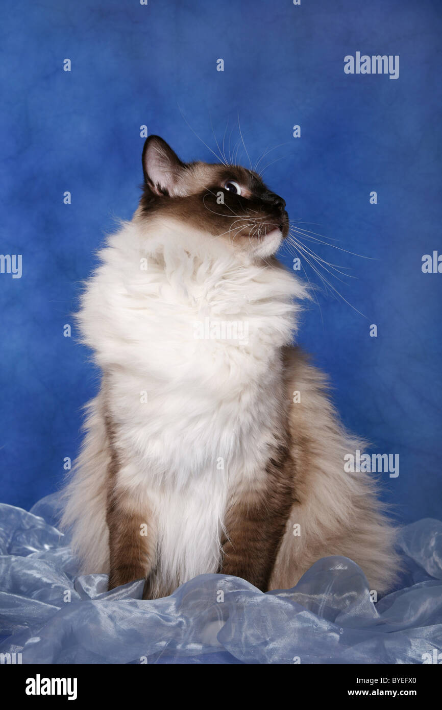Sitting ragdoll hi-res stock photography and images - Alamy