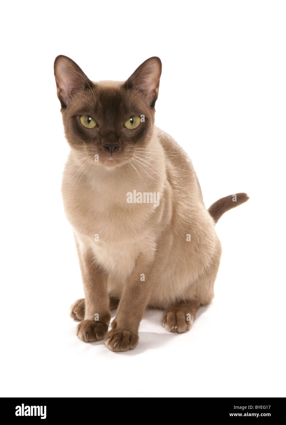 Burmese Cat Sitting Studio Stock Photo - Alamy