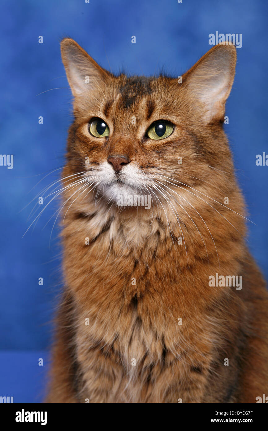 Somalian cat portrait hi-res stock photography and images - Alamy