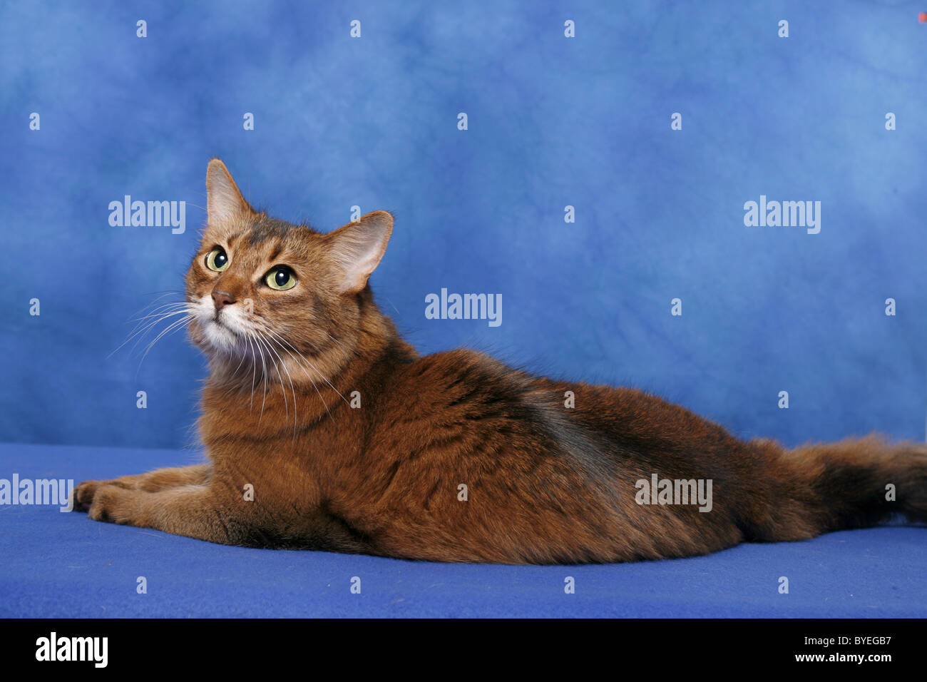 Blue somali domestic cat hi-res stock photography and images - Alamy