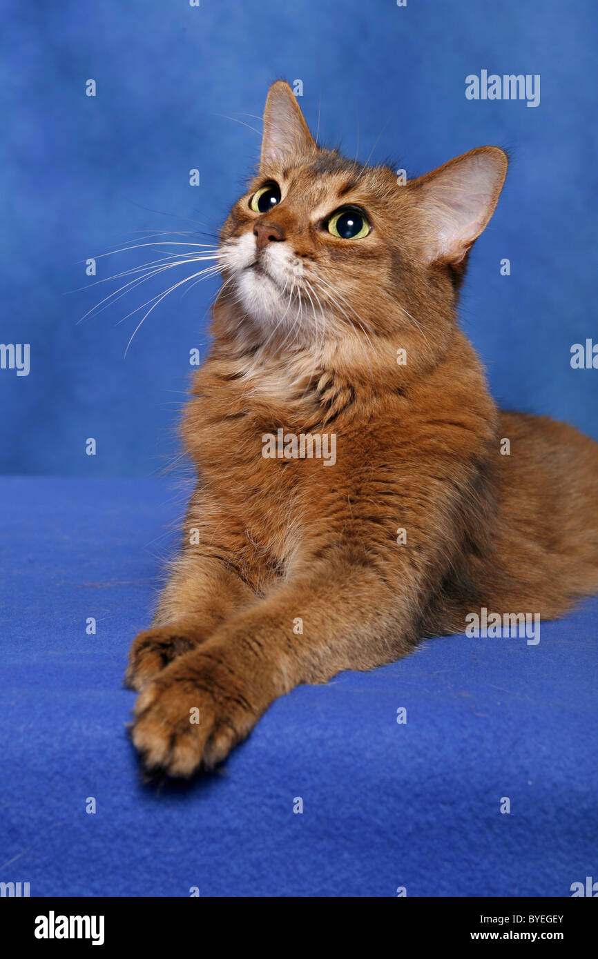 Blue somali domestic cat hi-res stock photography and images - Alamy
