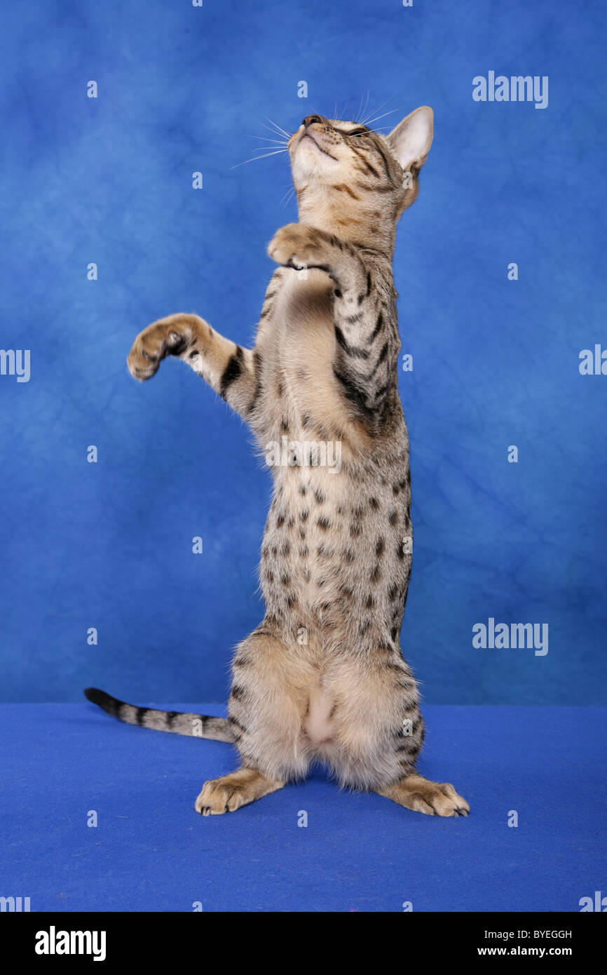 Macht mannchen hi-res stock photography and images - Alamy