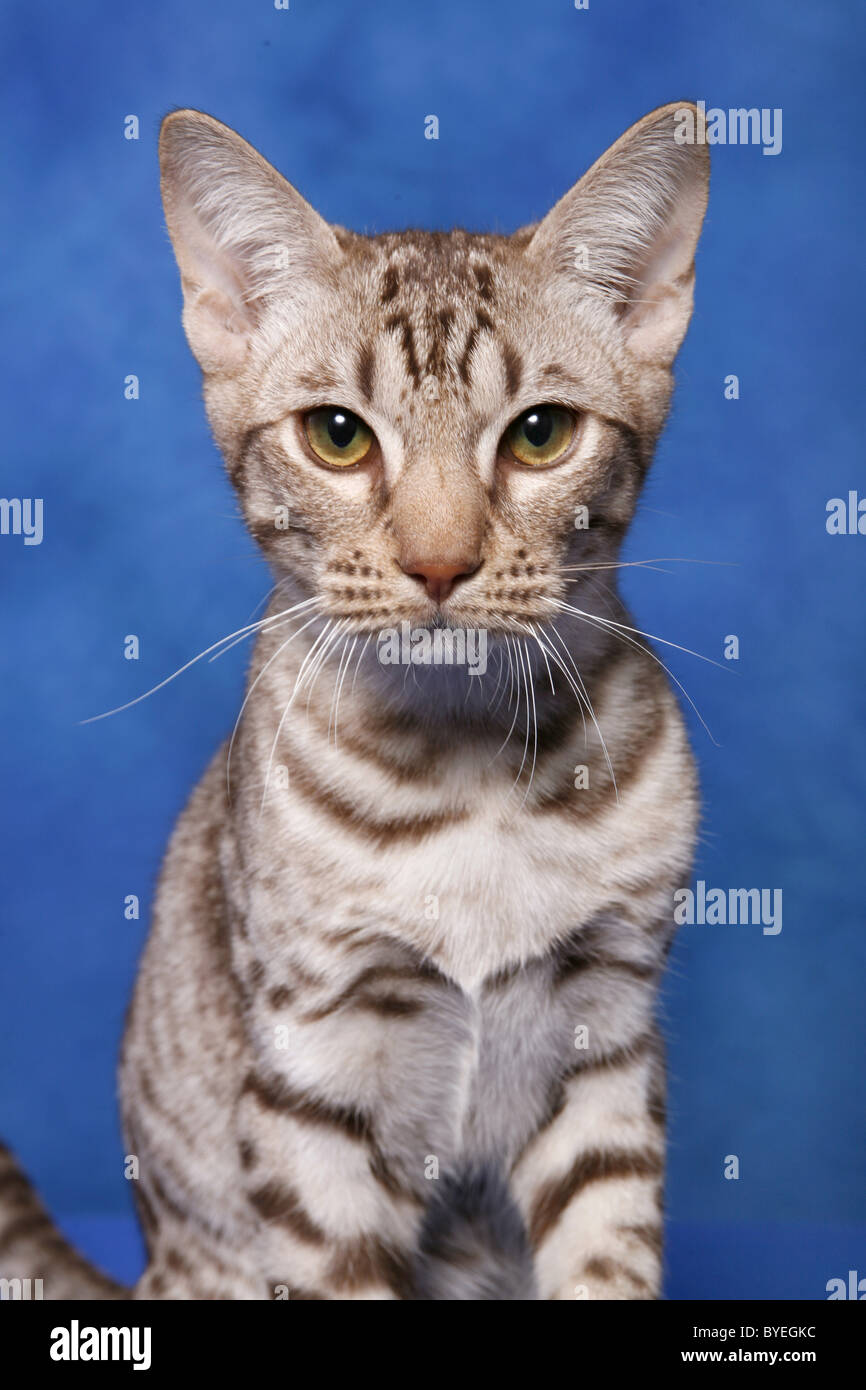 Ocicat grey hi-res stock photography and images - Alamy