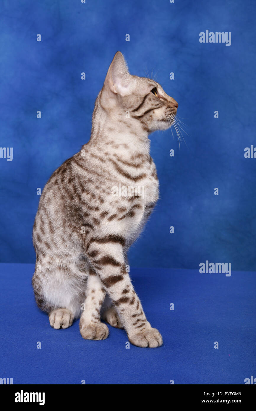 Ocicat grey hi-res stock photography and images - Alamy