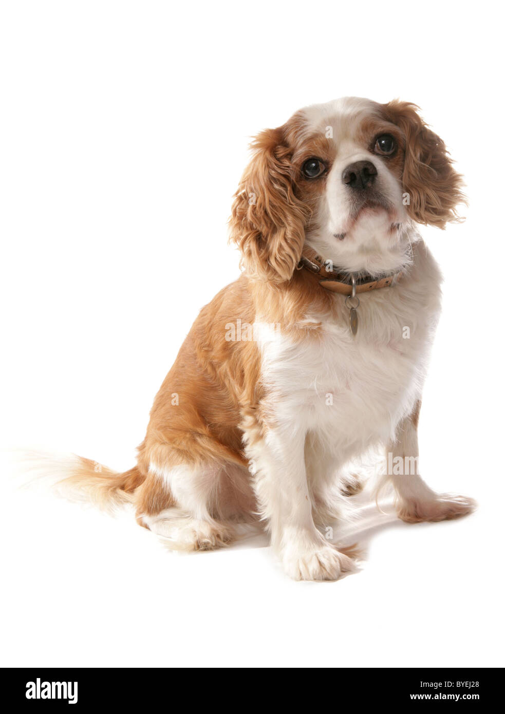 King Charles Spaniel Dog Sitting Studio Stock Photo - Alamy
