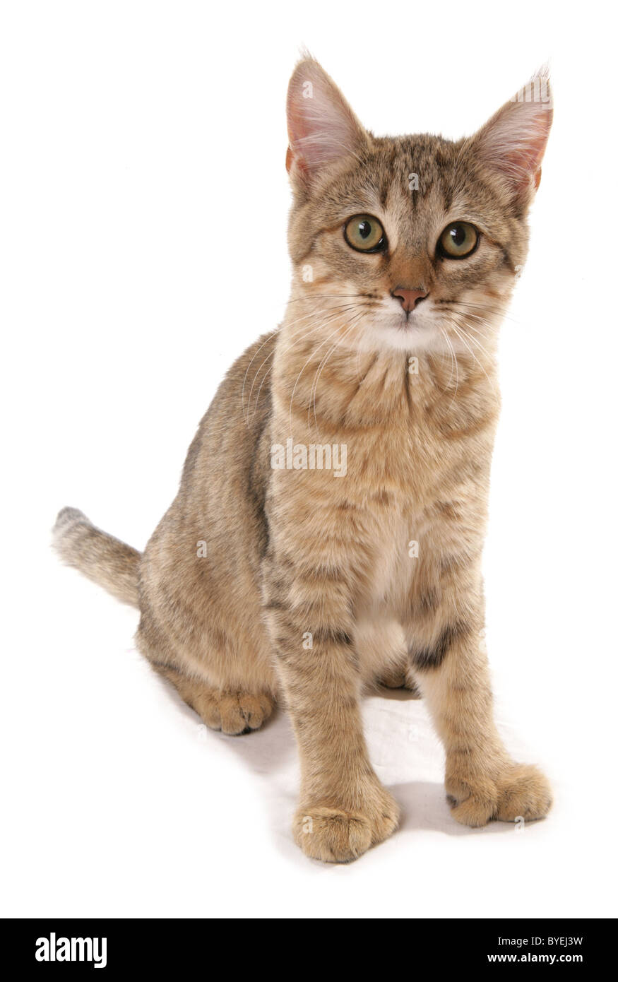 Polydactyl cat pixie bob Cut Out Stock Images & Pictures - Alamy