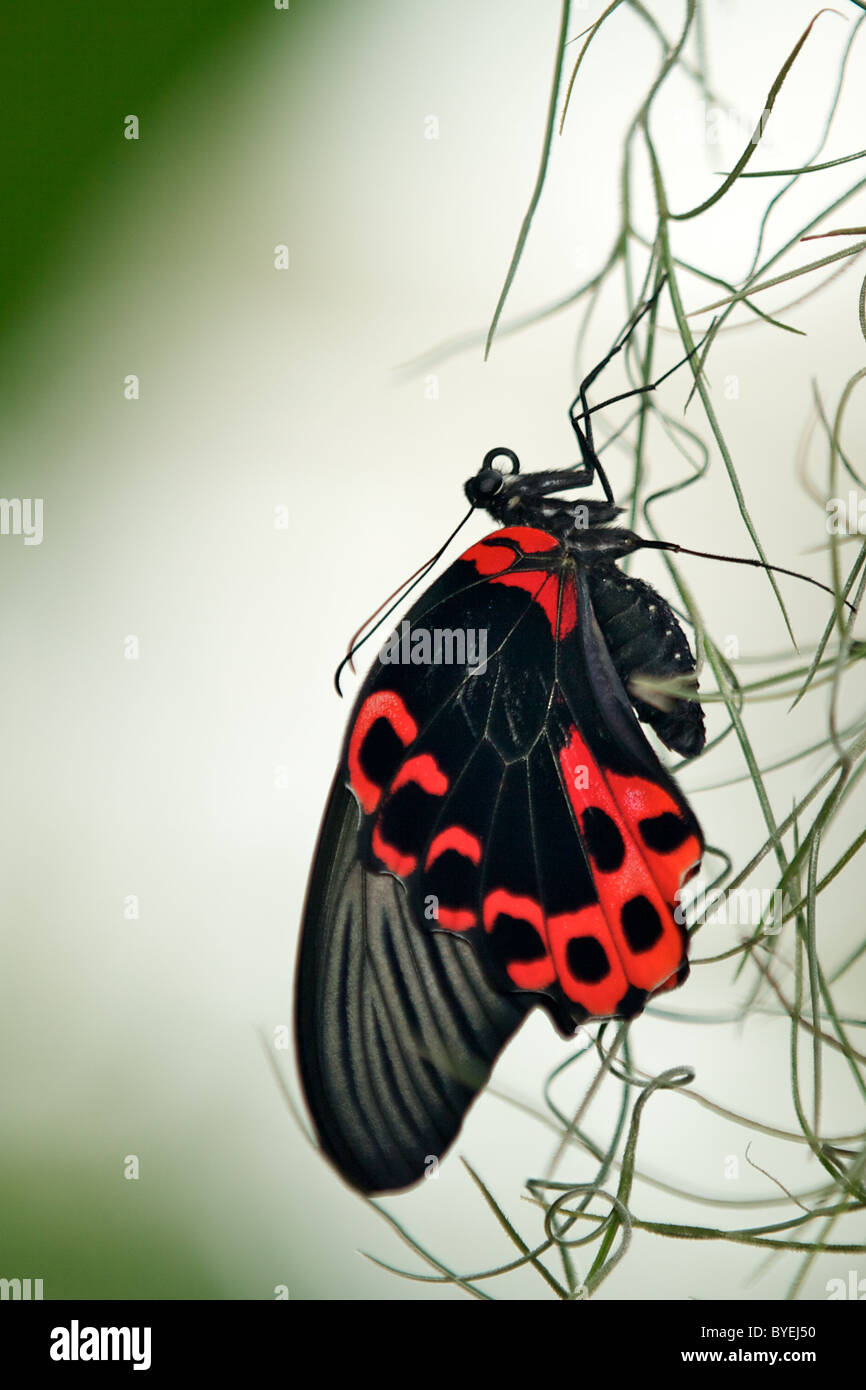 A Scarlet swallowtail butterfly Stock Photo - Alamy