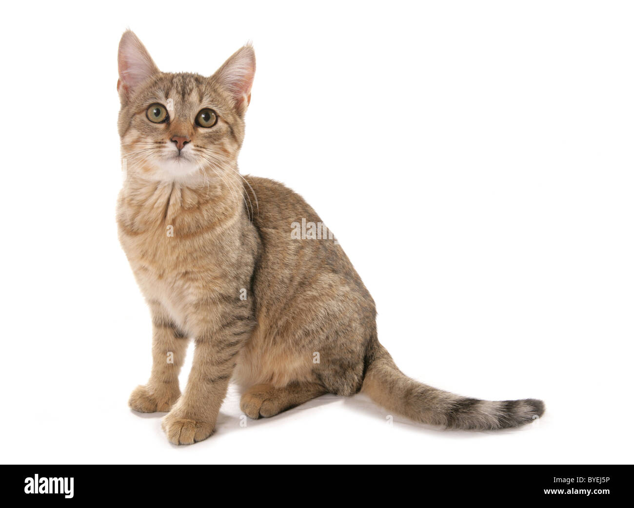 Pixie Bob cat Sitting Studio Stock Photo - Alamy