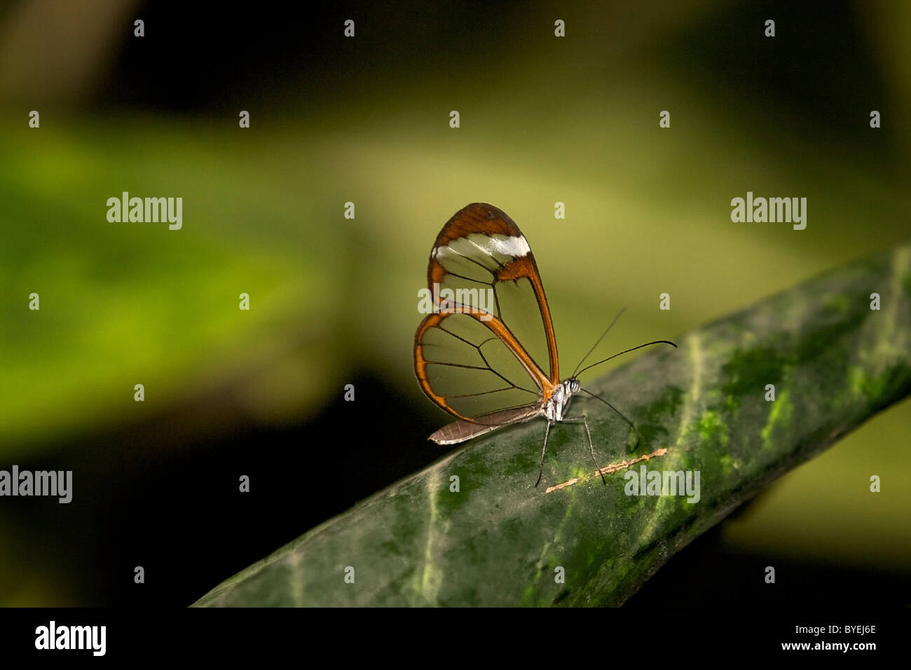 Clearwing butterfly hi-res stock photography and images - Alamy