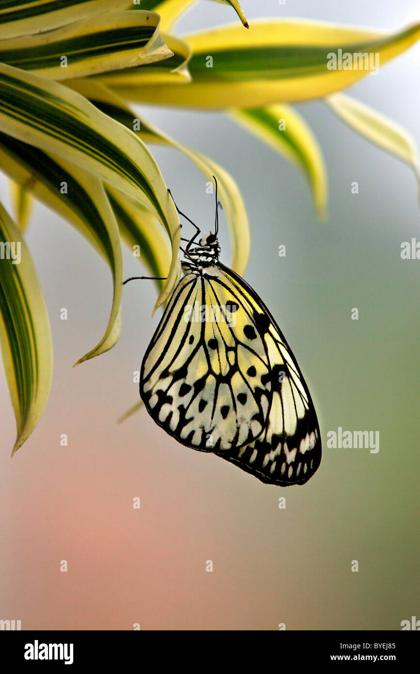A Tree Nymph Butterfly Stock Photo - Alamy
