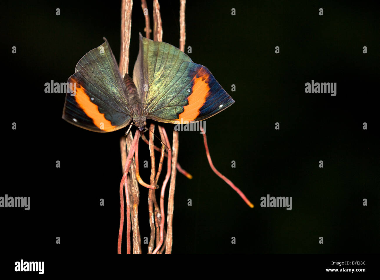 A Indian leafwing butterfly Stock Photo - Alamy