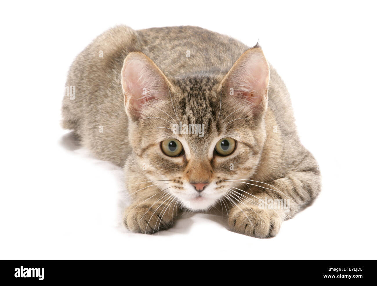 Pixie Bob Size Comparison