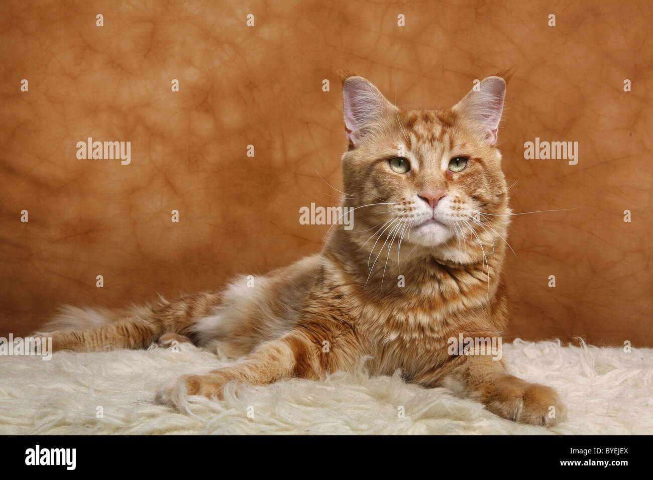 Maine Coon Kater / tomcat Stock Photo - Alamy
