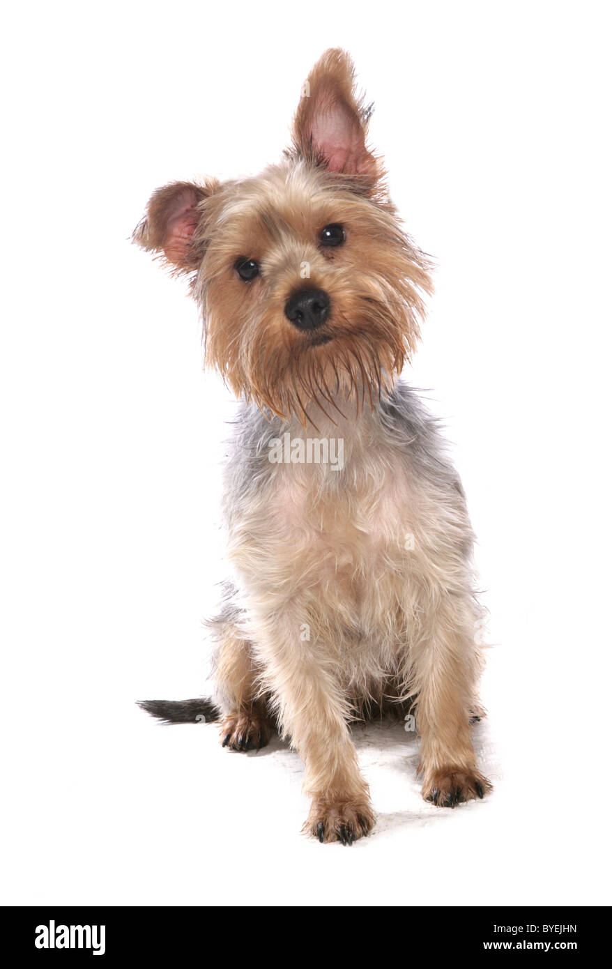 Yorkshire Terrier Dog Sitting Studio Stock Photo - Alamy