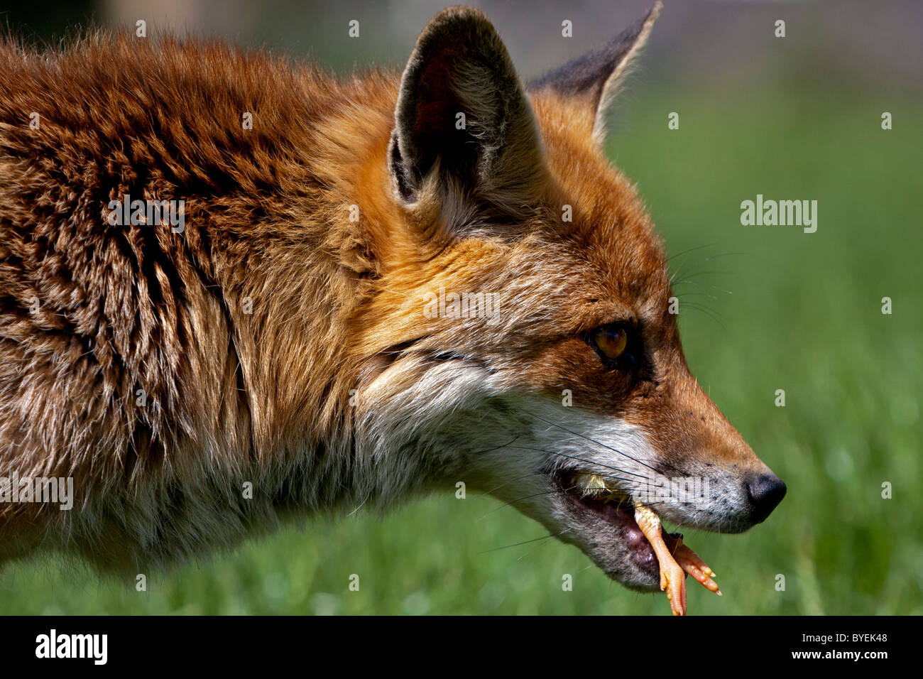 Russet fox hi-res stock photography and images - Alamy