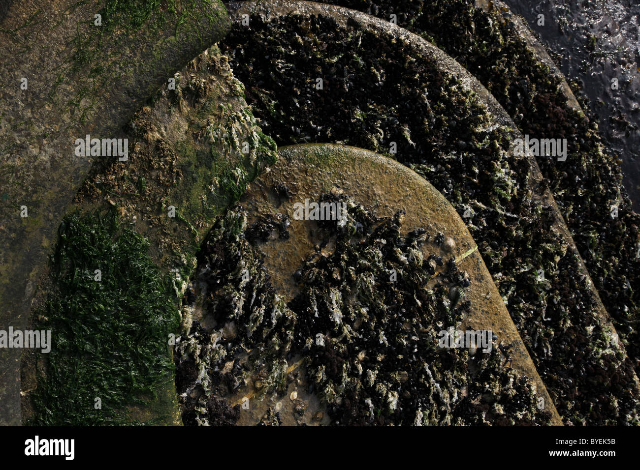Scum on stairs leading to sea in Venice Italy Stock Photo - Alamy