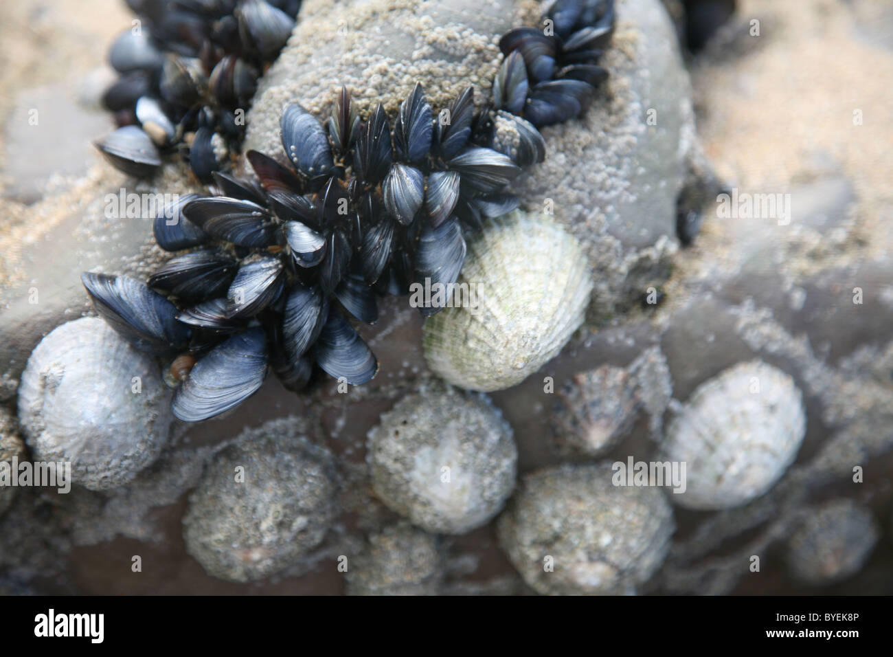 Rock pools on a beach hi-res stock photography and images - Alamy