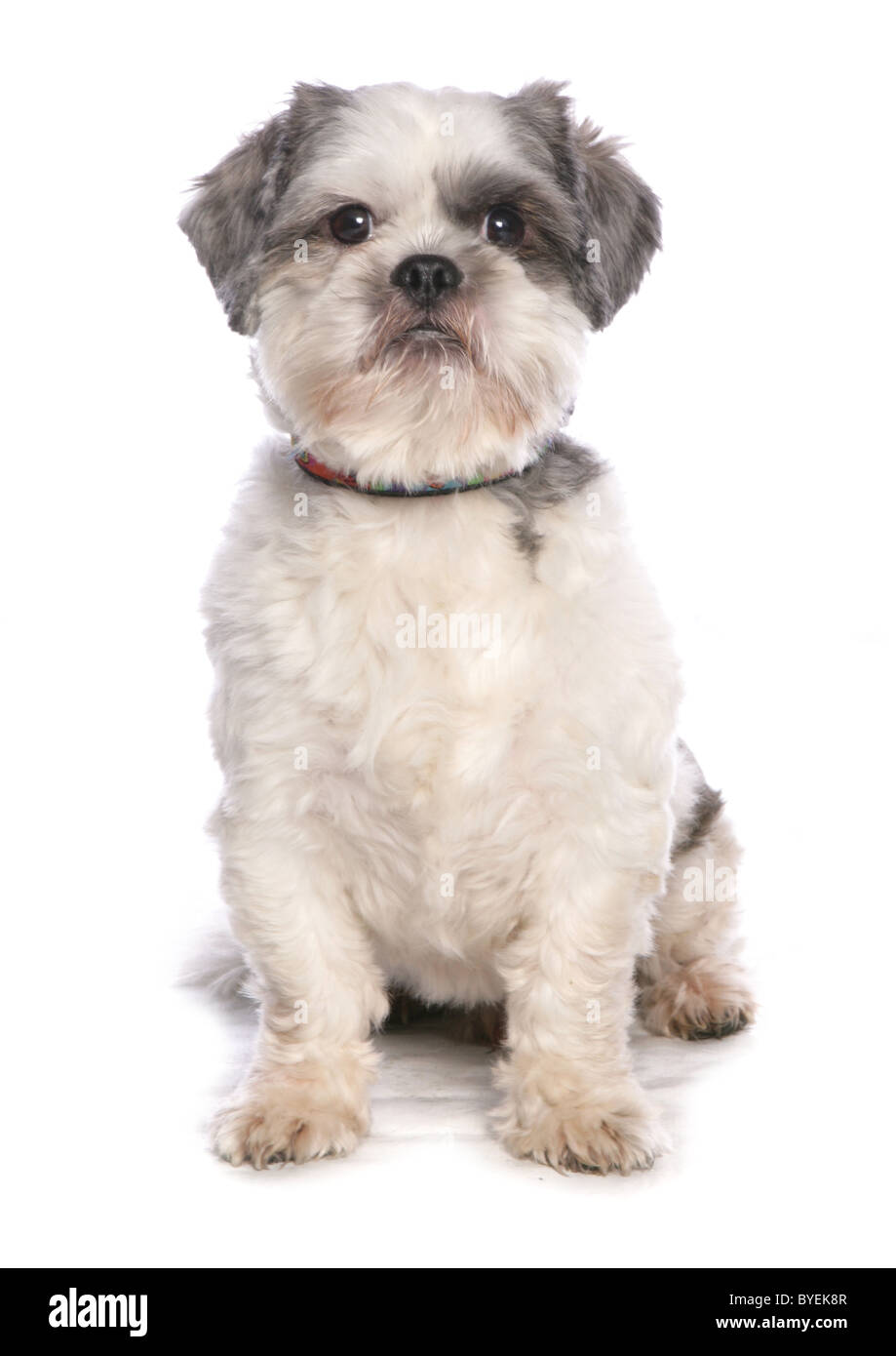 Shitzu Dog Sitting Studio Stock Photo - Alamy