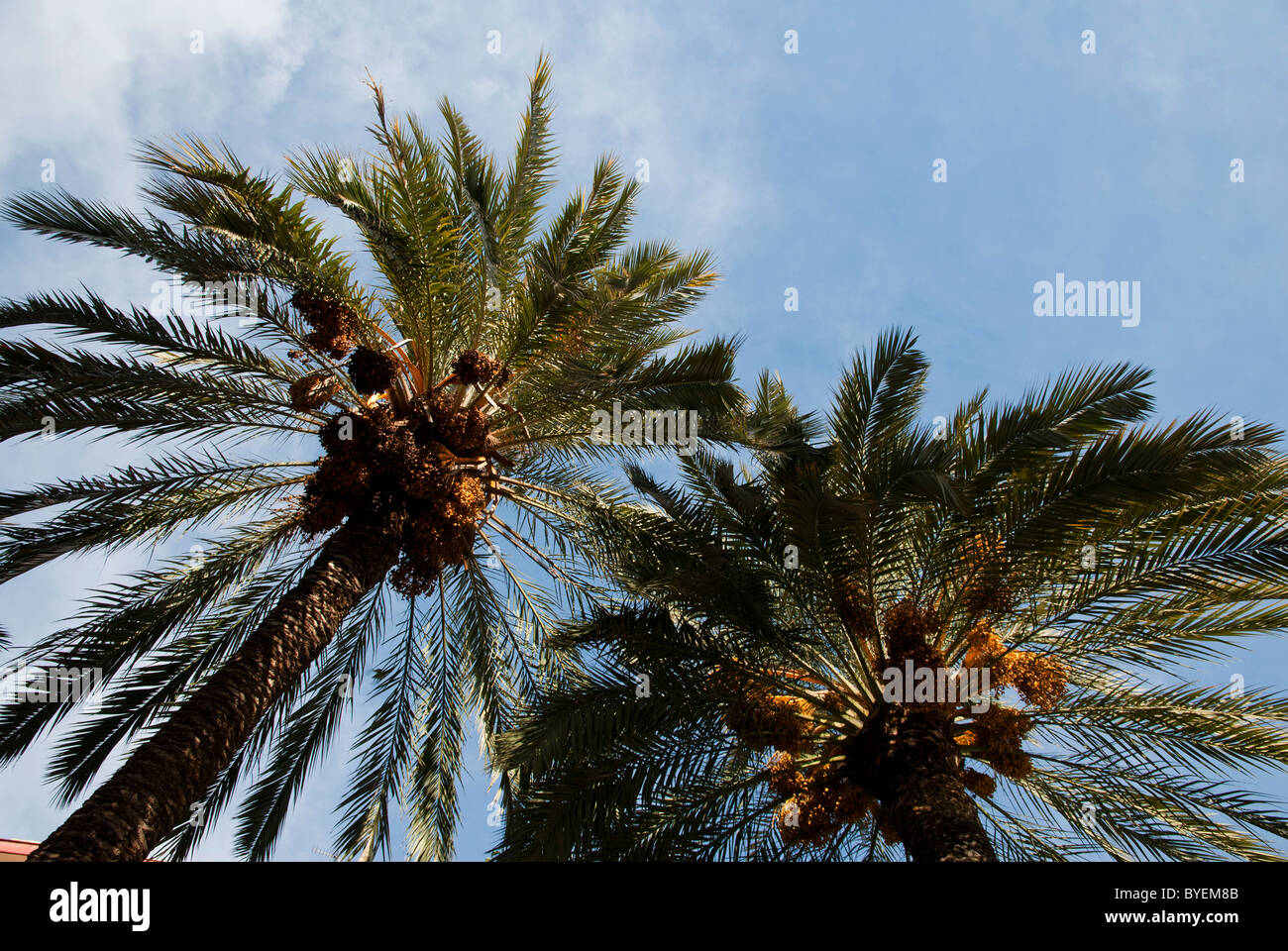 Date Palm - Valencia, Spain Stock Photo - Alamy
