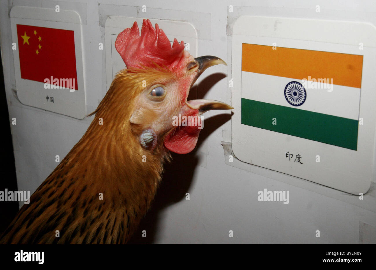 DON'T COUNT YOUR CHICKENS This chicken from China is a real nugget ...