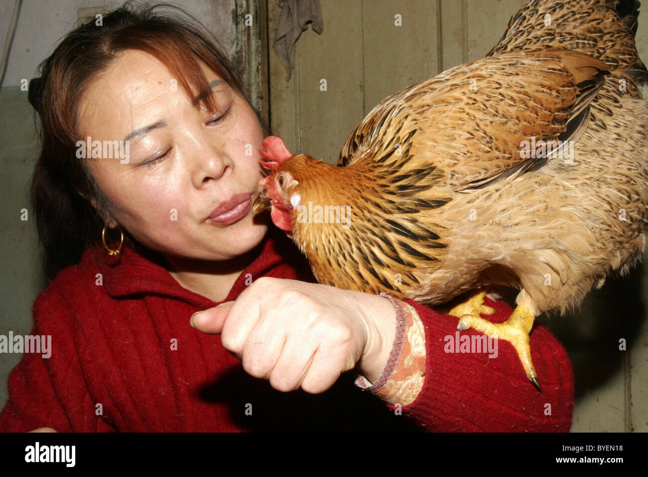 DON'T COUNT YOUR CHICKENS This chicken from China is a real nugget ...