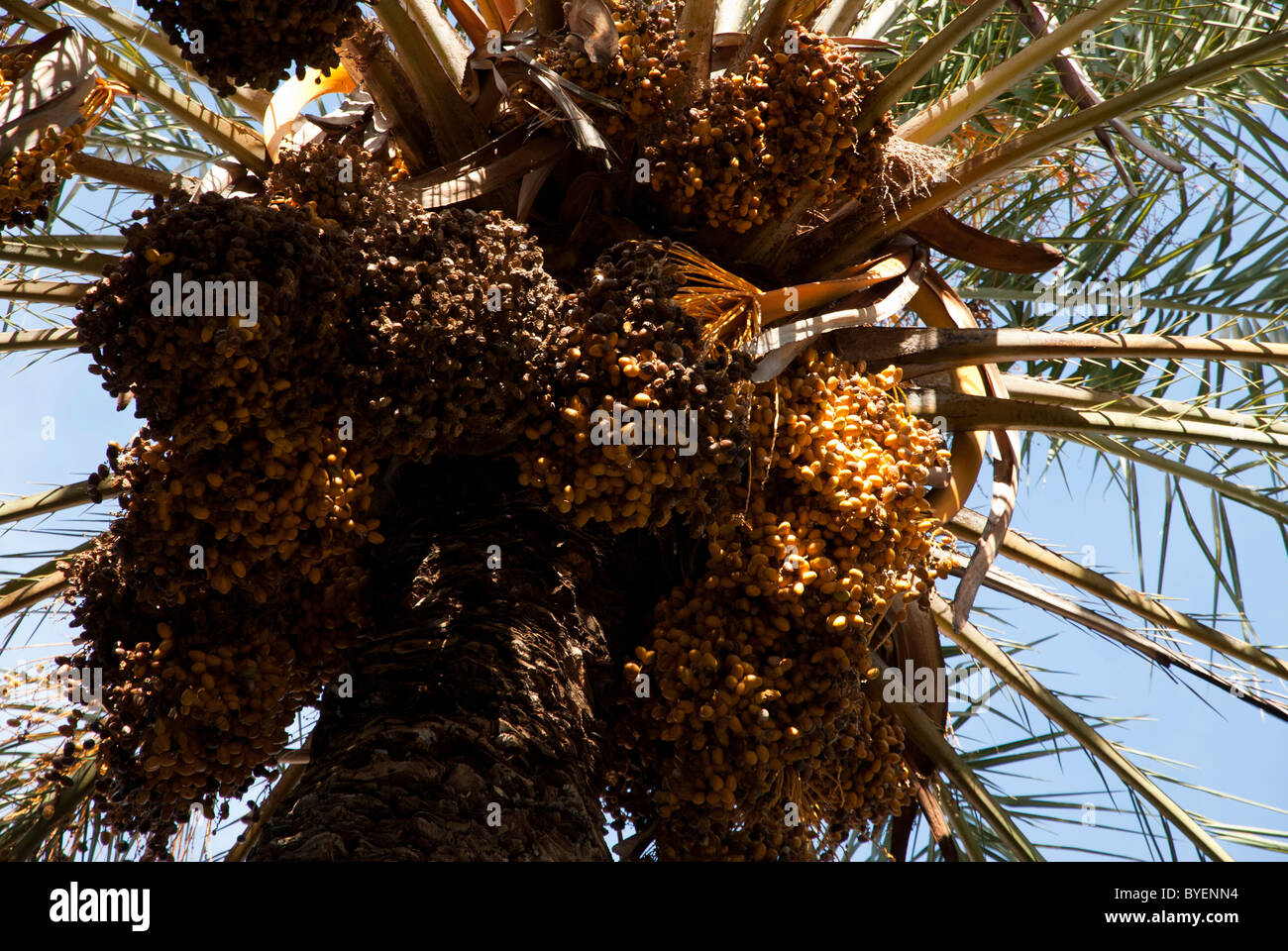 Date Palm - Valencia, Spain Stock Photo - Alamy