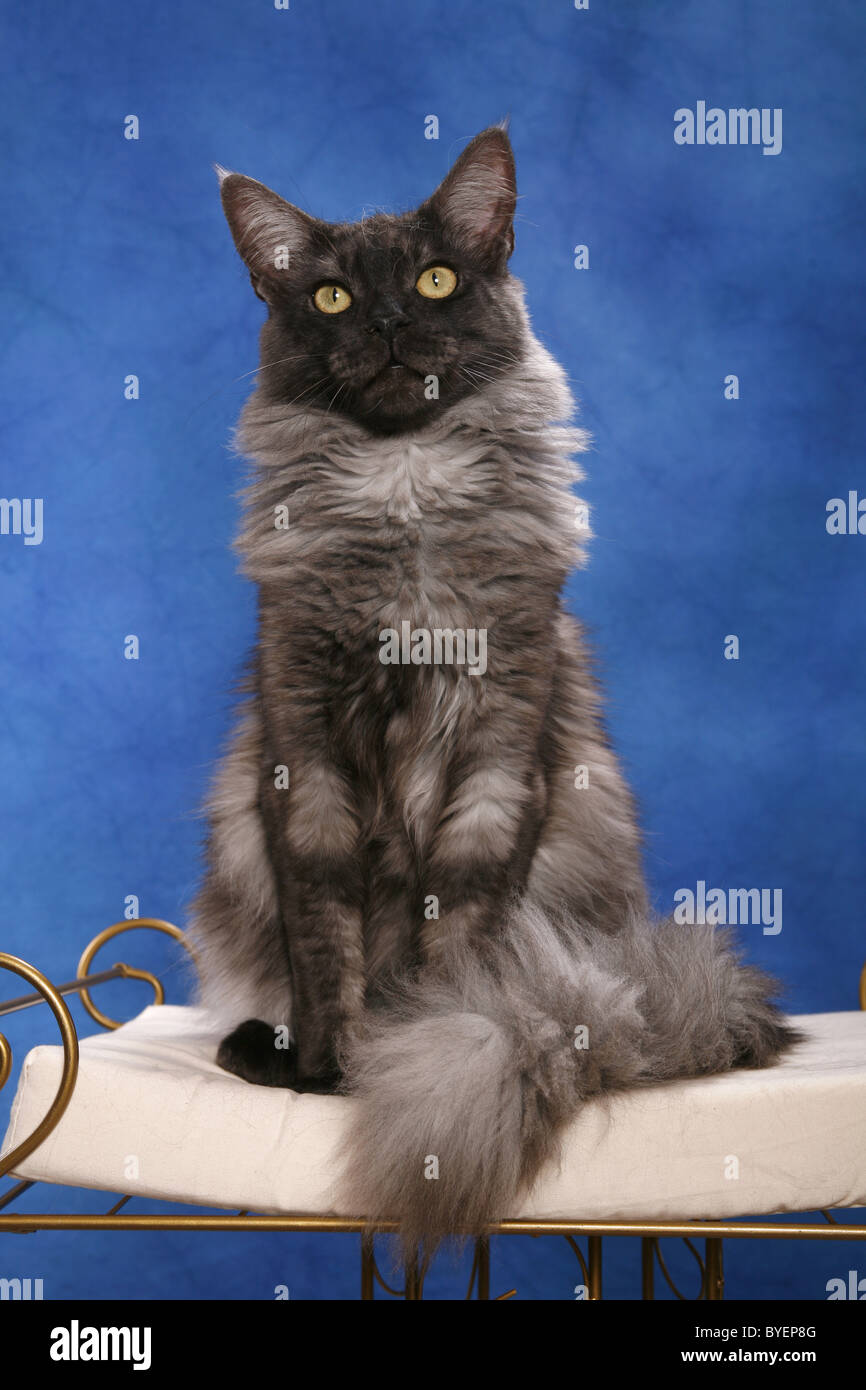 sitzende Maine Coon / sitting Maine Coon Stock Photo - Alamy