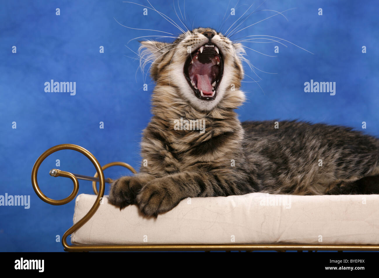 gähnende Maine Coon / yawning Maine Coon Stock Photo - Alamy