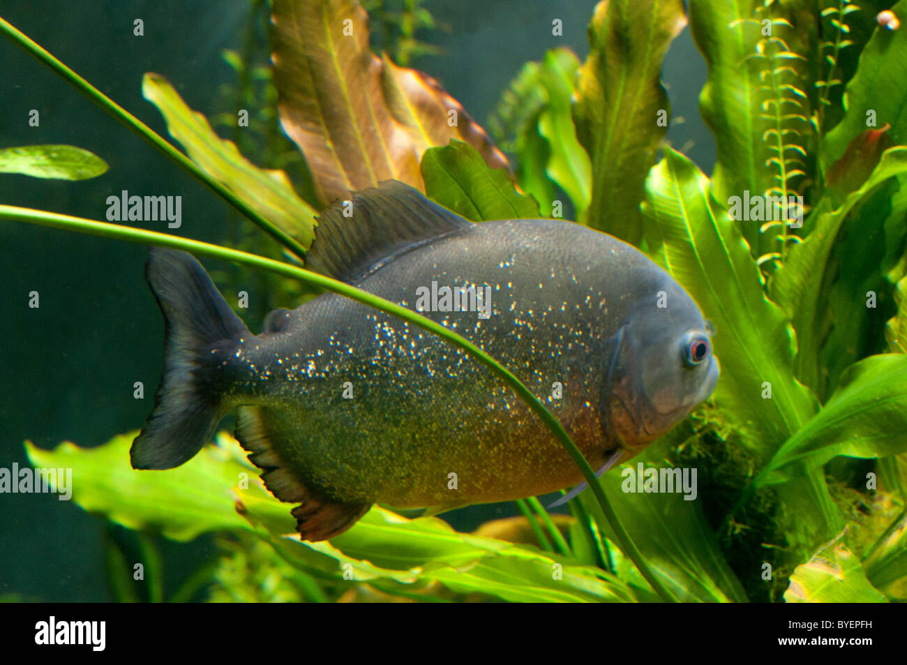 Close up piranha hi-res stock photography and images - Alamy