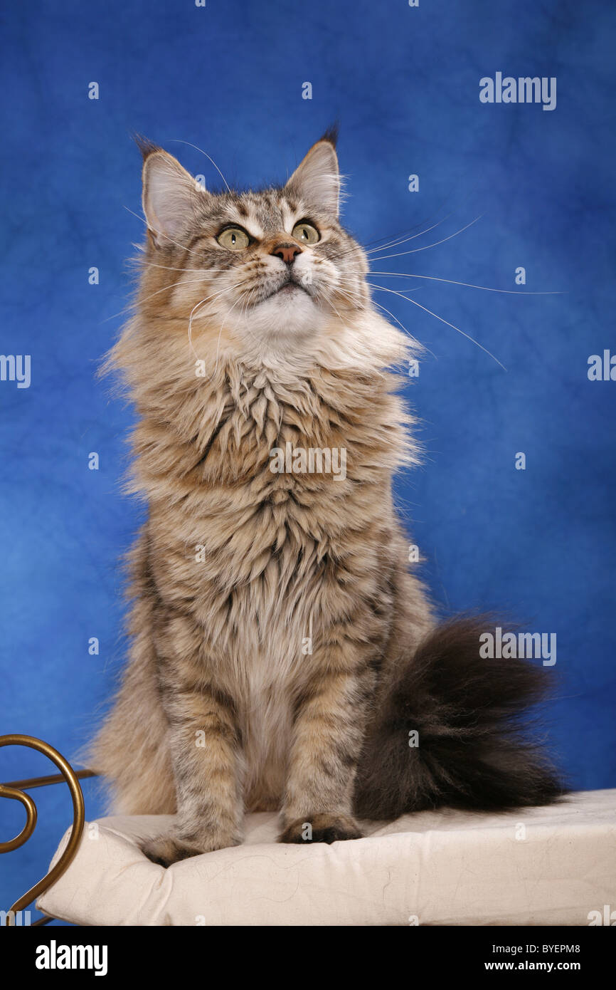 sitzende Maine Coon / sitting Maine Coon Stock Photo - Alamy