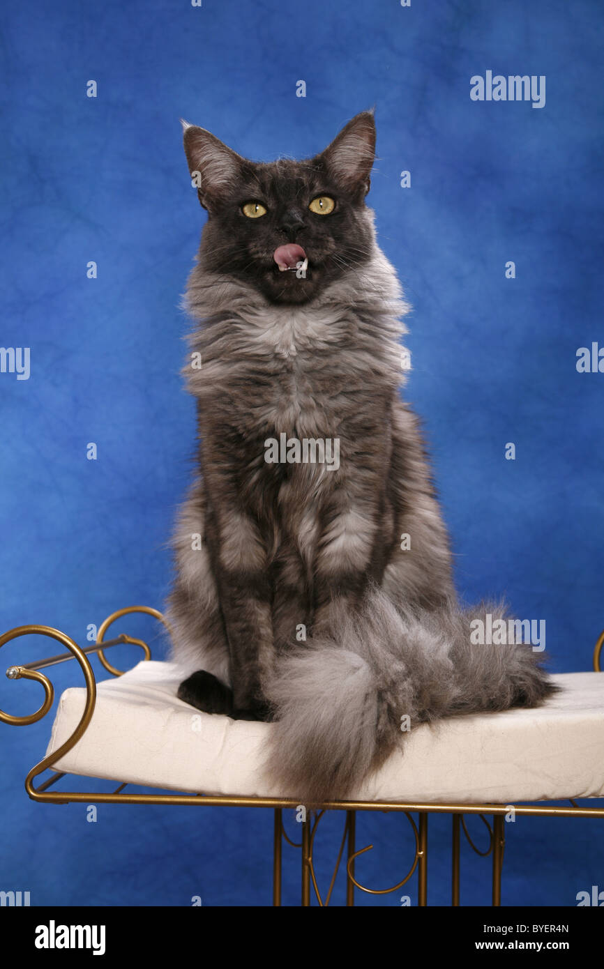 sitzende Maine Coon / sitting Maine Coon Stock Photo - Alamy