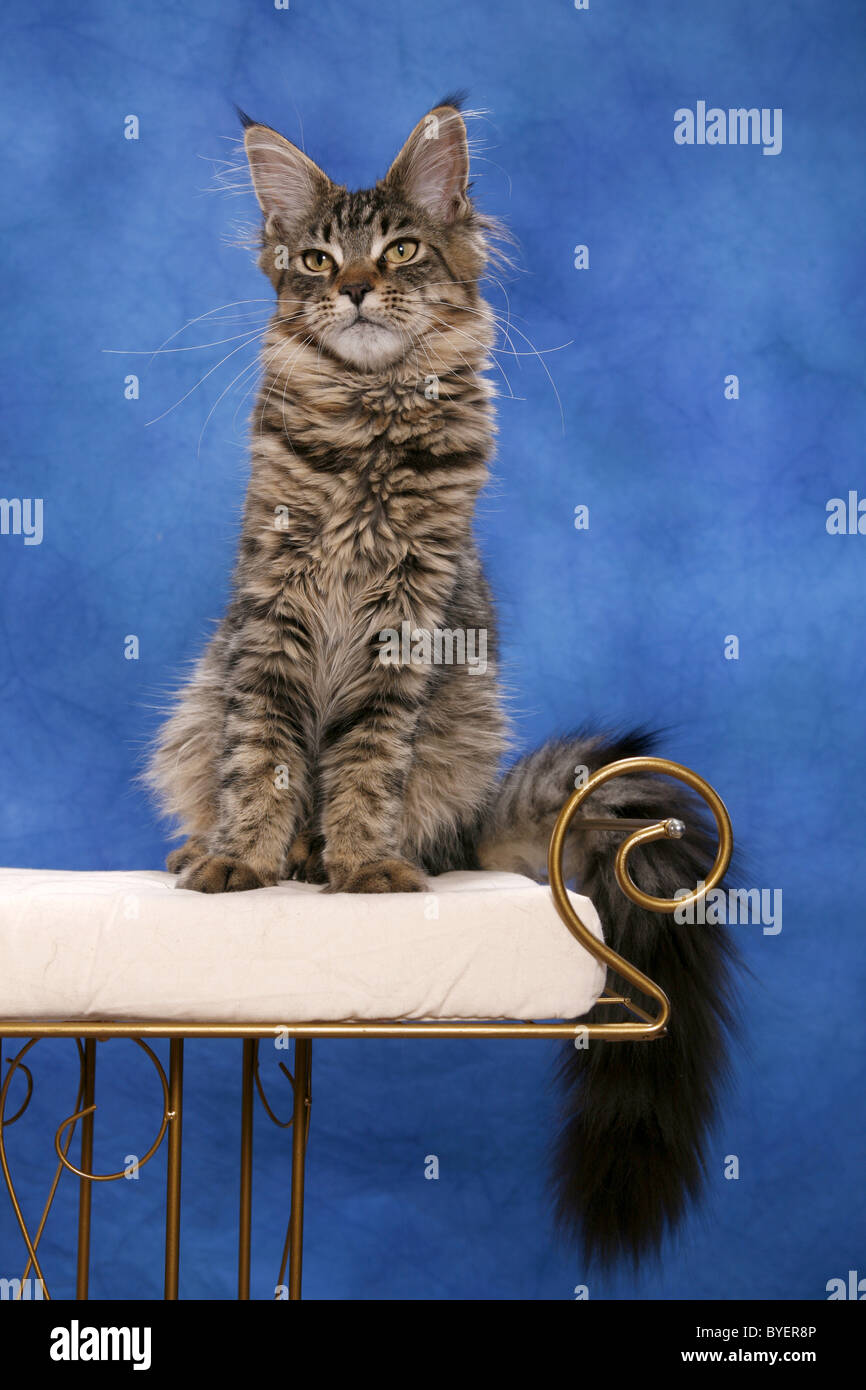 sitzende Maine Coon / sitting Maine Coon Stock Photo - Alamy