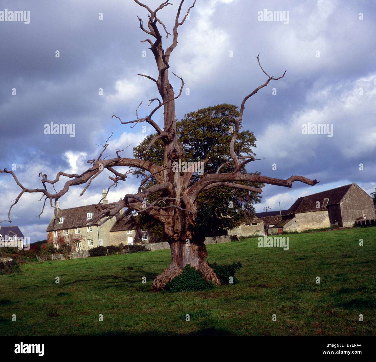 Dead tree Hartham Park Wiltshire Englan Stock Photo - Alamy