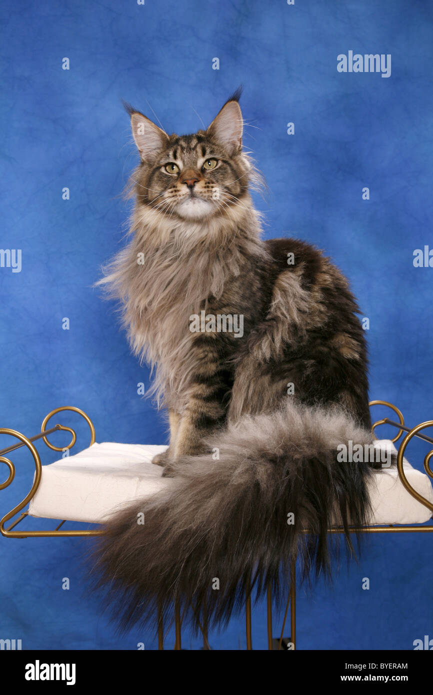 sitzende Maine Coon / sitting Maine Coon Stock Photo - Alamy