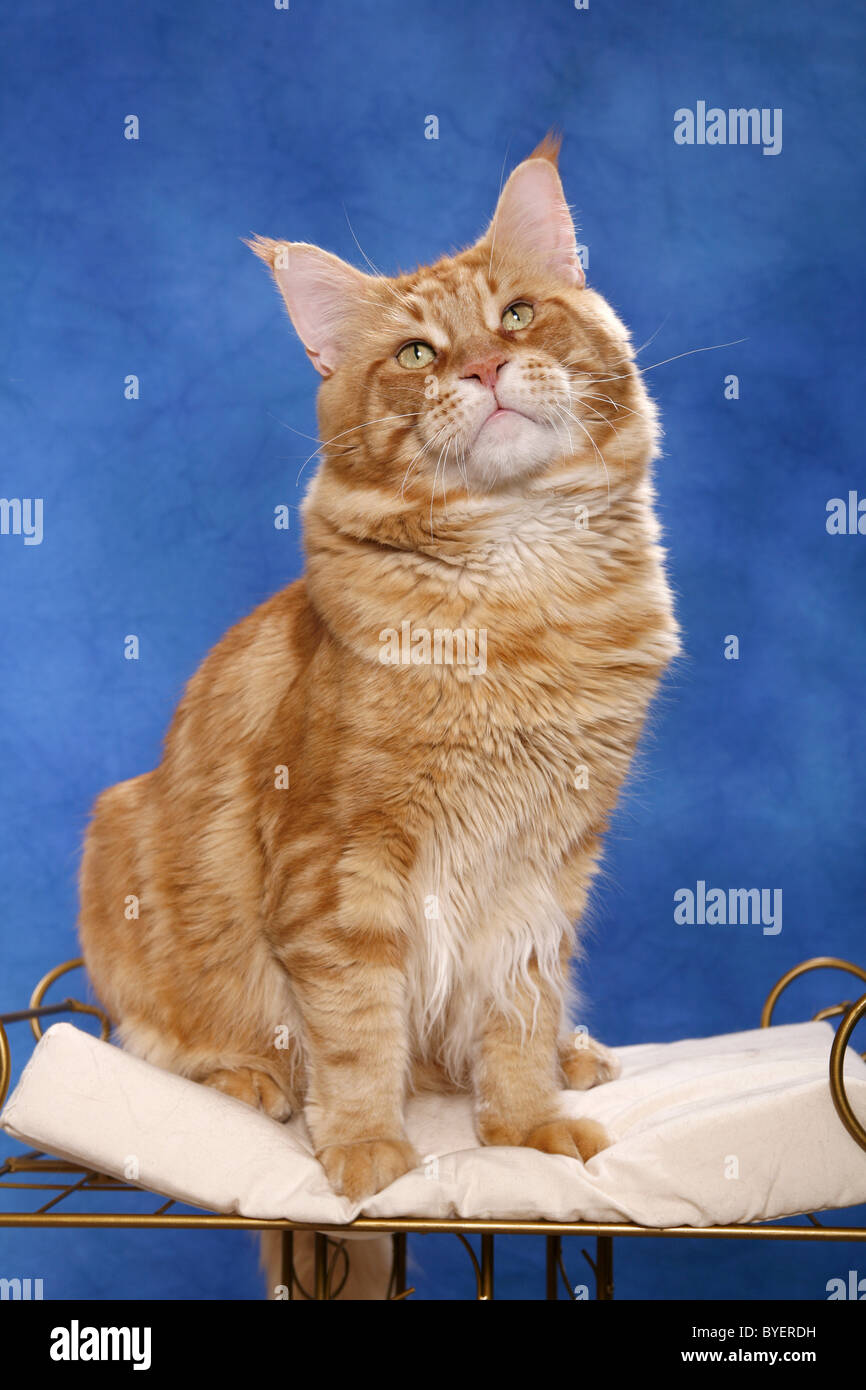 sitzende Maine Coon / sitting Maine Coon Stock Photo - Alamy