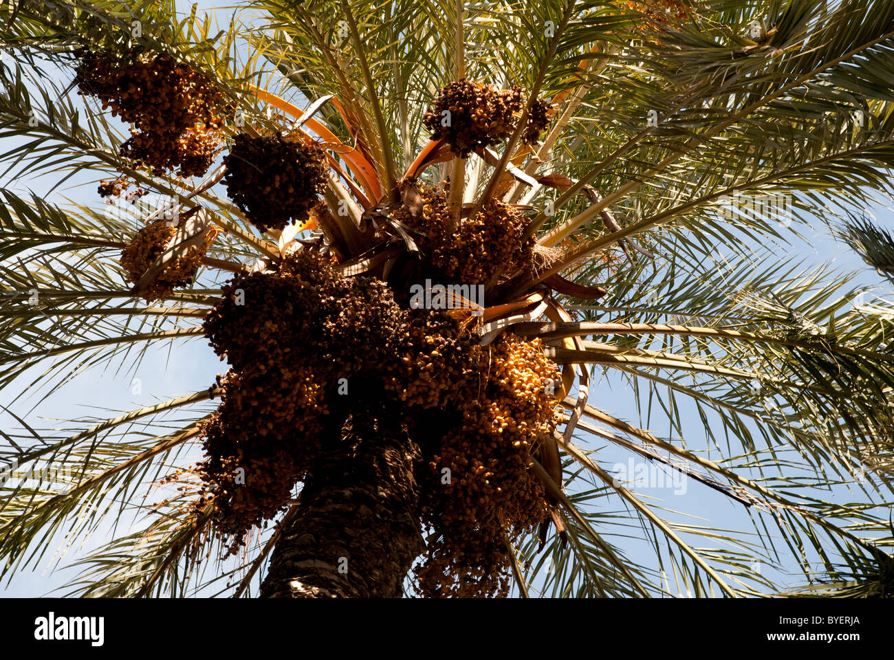 Date Palm - Valencia, Spain Stock Photo - Alamy
