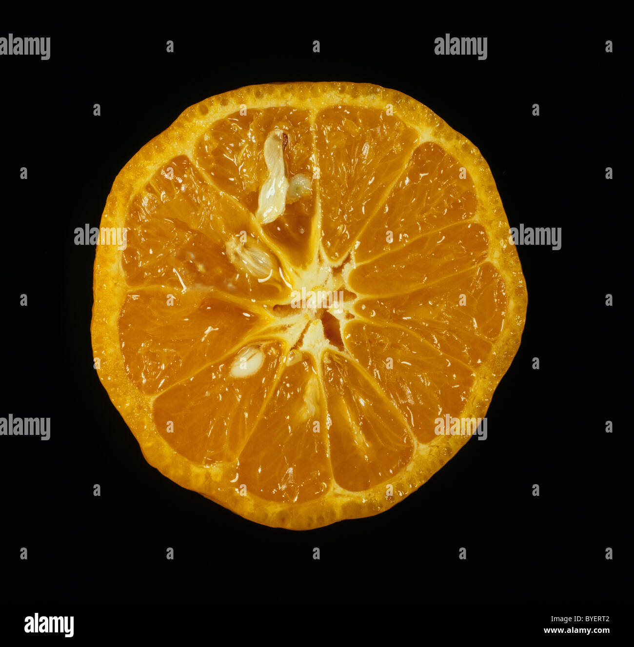 Cut section of a citrus fruit mandarin variety Wilking Stock Photo - Alamy