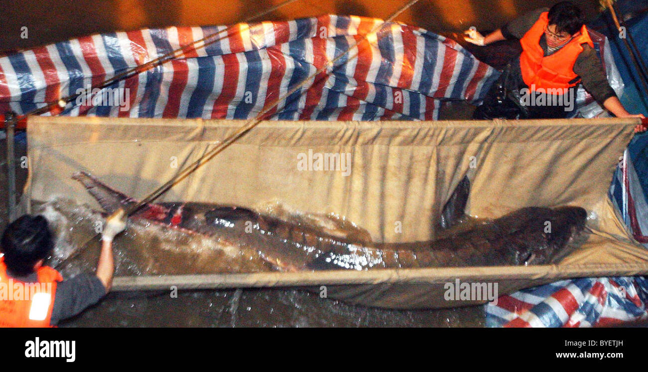 RECORD BREAKING FISH A record breaking giant fish is undergoing ...