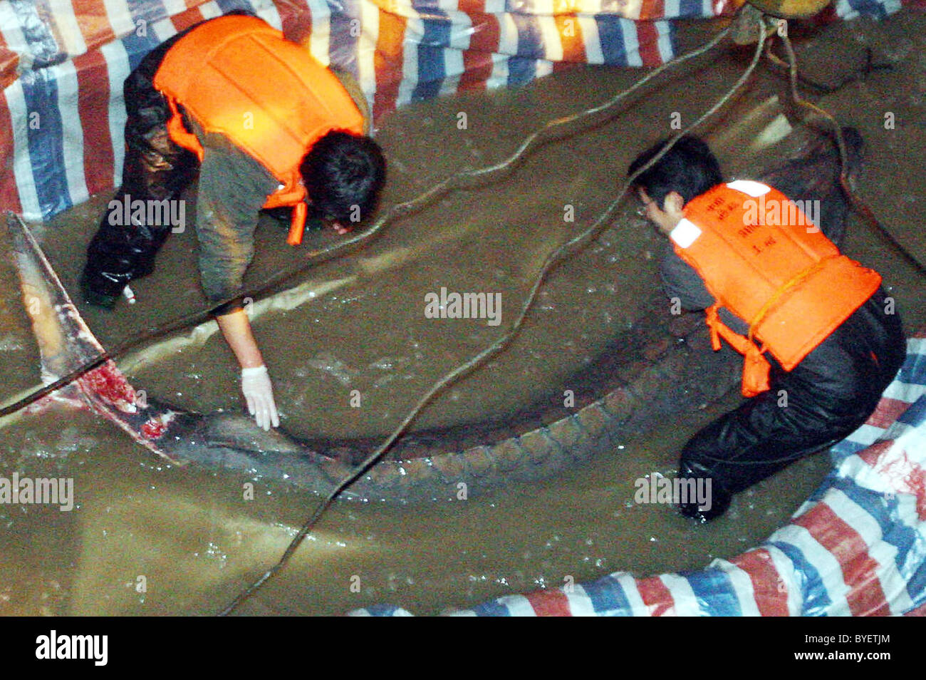 RECORD BREAKING FISH A record breaking giant fish is undergoing ...