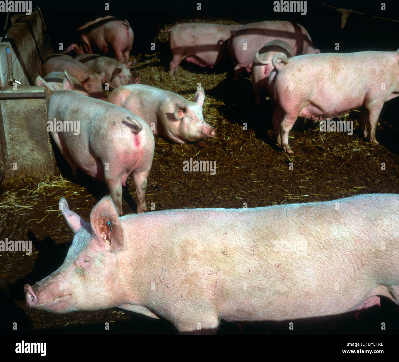 Pigs indoor farming Stock Photo - Alamy