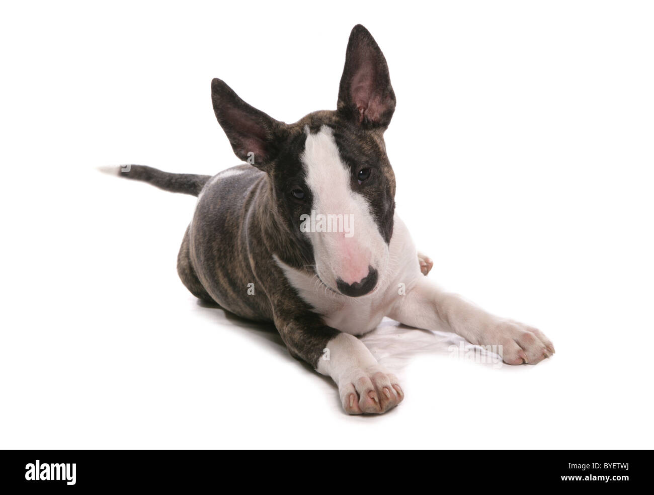 Bull laying down hi-res stock photography and images - Alamy