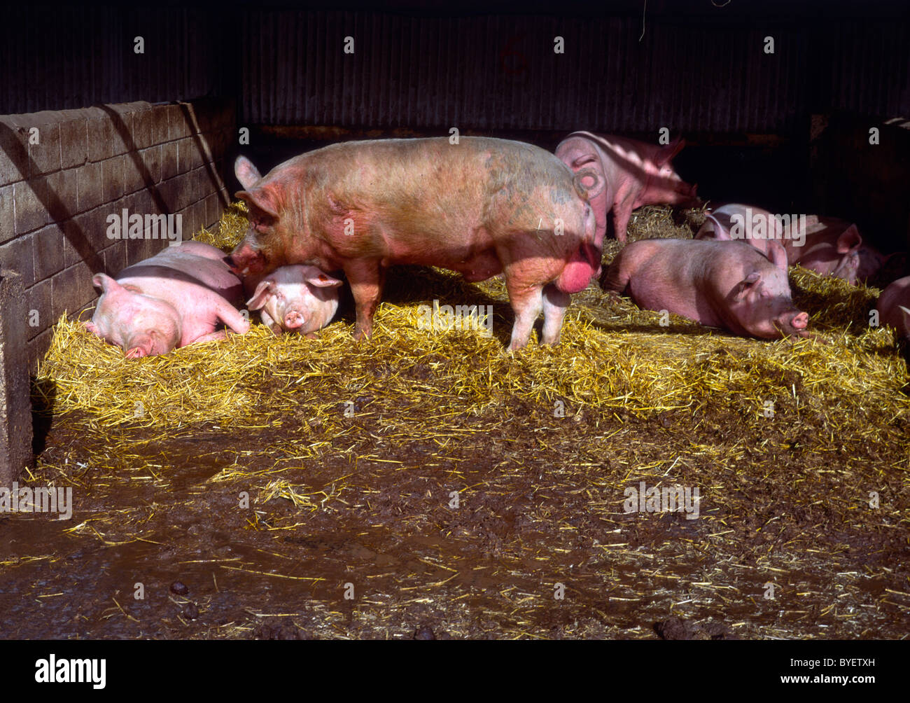 Pigs indoor farming Stock Photo - Alamy